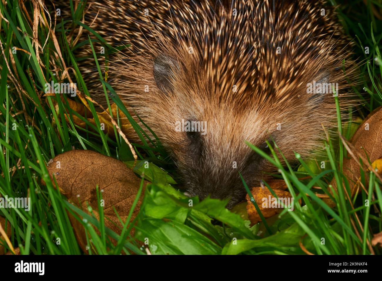 Hedgehog in the grass close-up looks into the frame. Animal in the wild ...