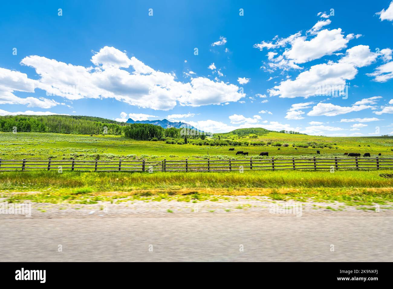 Colorado rural countryside farm field pasture, cows near Ouray or ...