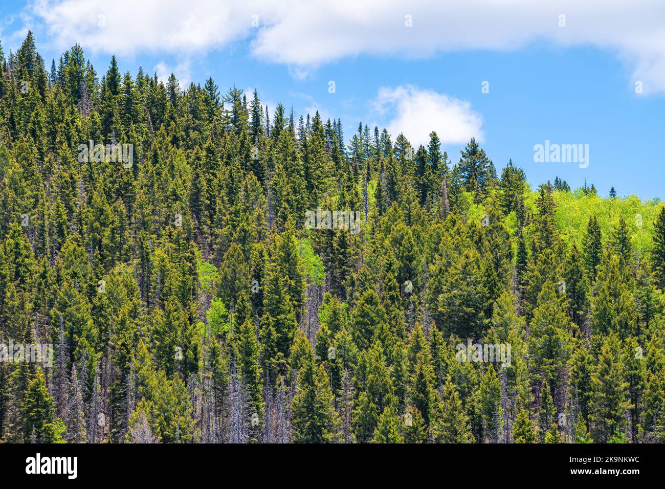 Santa Fe National park Sangre de Cristo mountains peak summit with ...