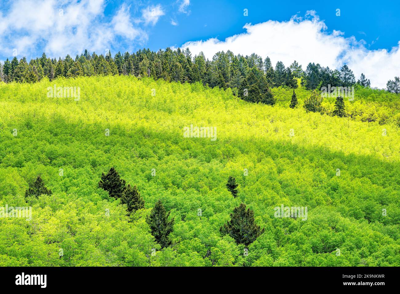 Santa Fe National park Sangre de Cristo mountains peak with green aspen ...