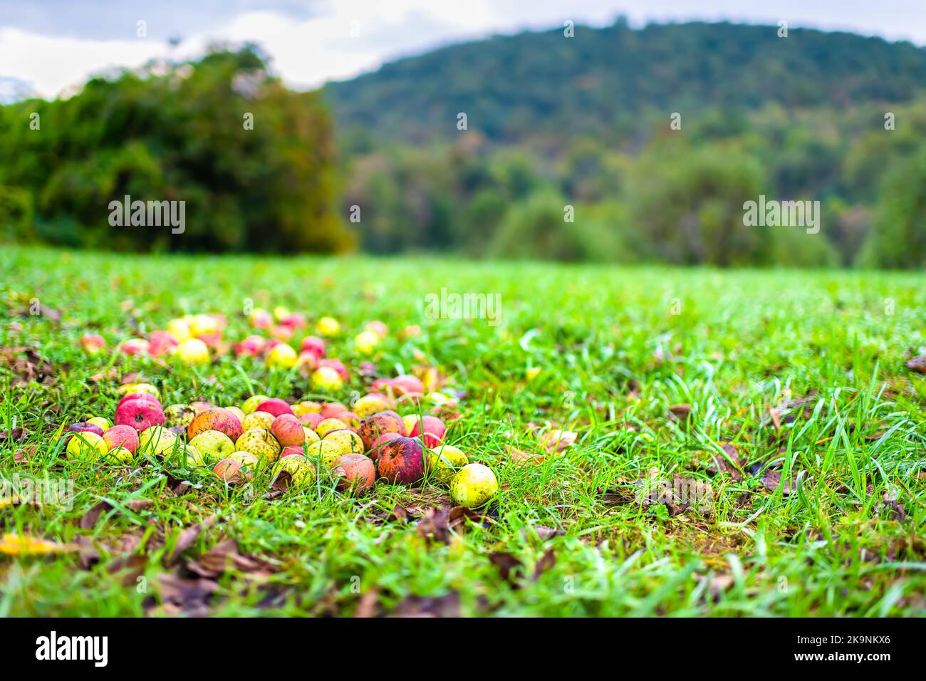Apple orchard ground level view of rotten yellow red fruit pile harvest ...