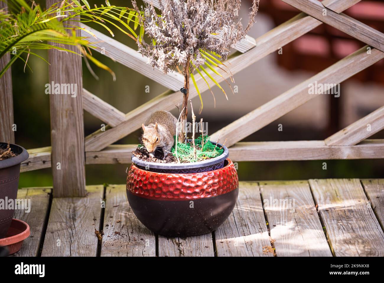 Closeup of funny gray american squirrel hiding storing food, cache ...