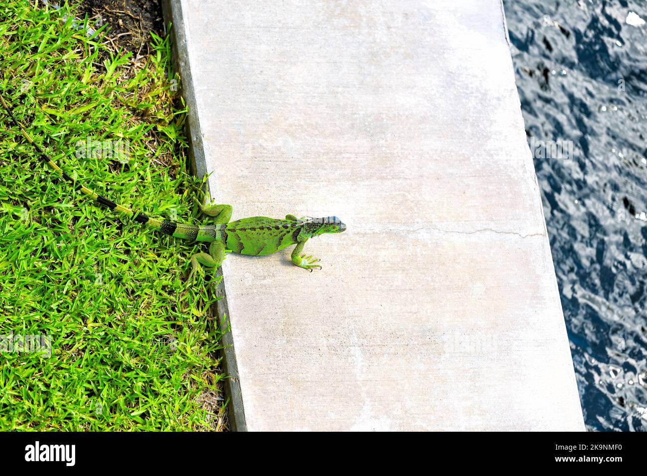 Closeup of green iguana invasive species in Hollywood at Miami, Florida ...