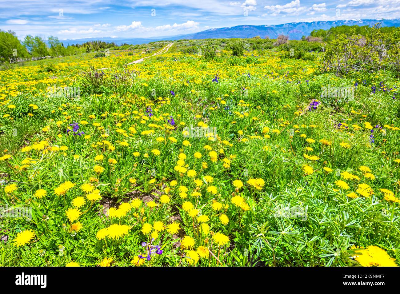 Wide angle closeup view of yellow dandelion wildflowers field meadow by ...