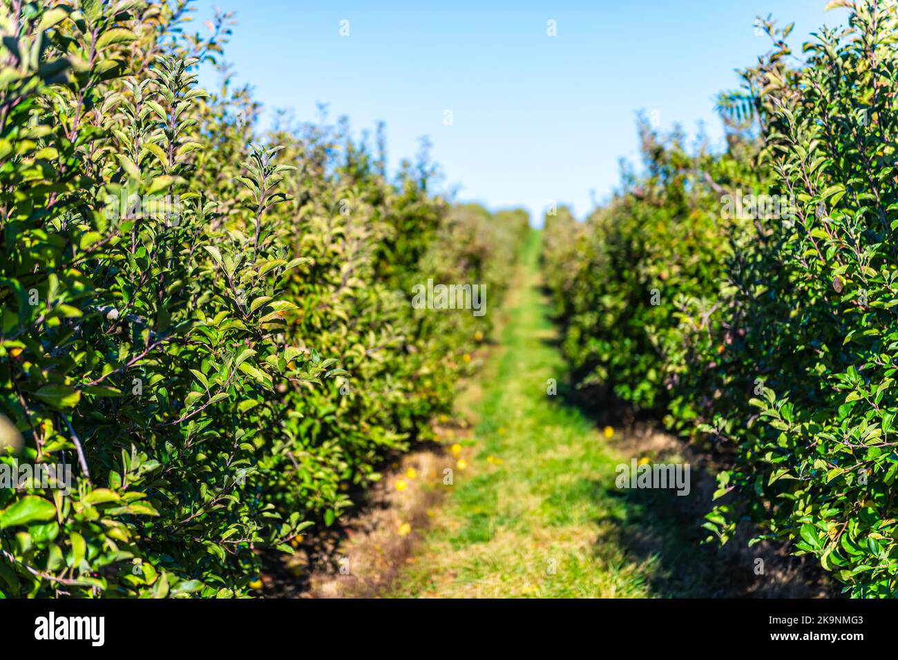 Apple orchard trees leaves rows in garden autumn fall and yellow fall ...