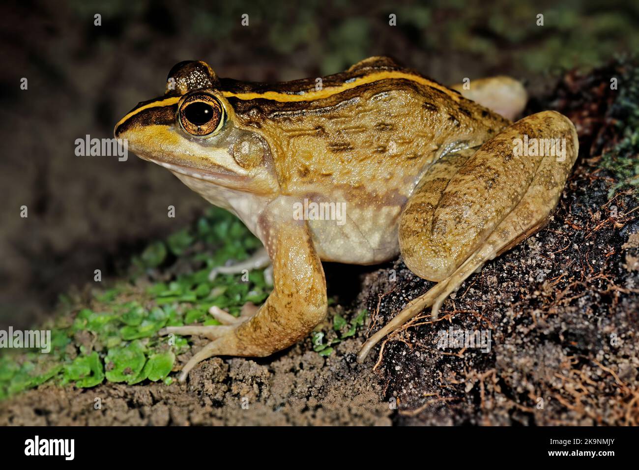 Amphibian in natural habitat hi-res stock photography and images - Alamy