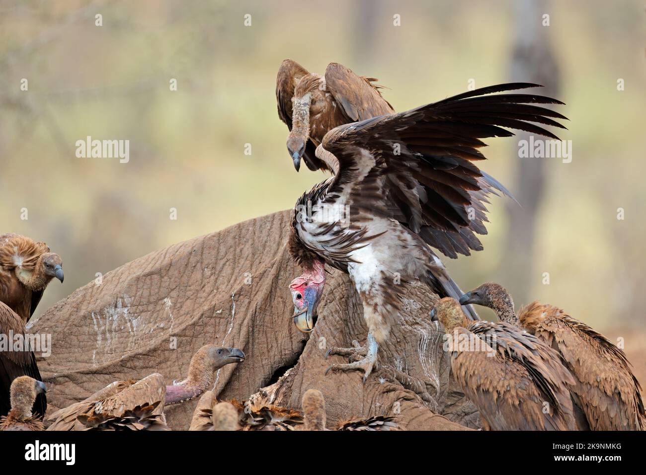 A lappet-faced and white-backed vultures on a dead elephant, Kruger ...