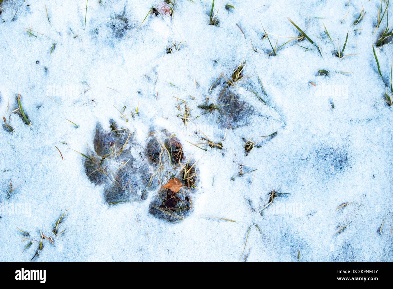 dog tracks on fresh snow. footprints in the snow Stock Photo - Alamy