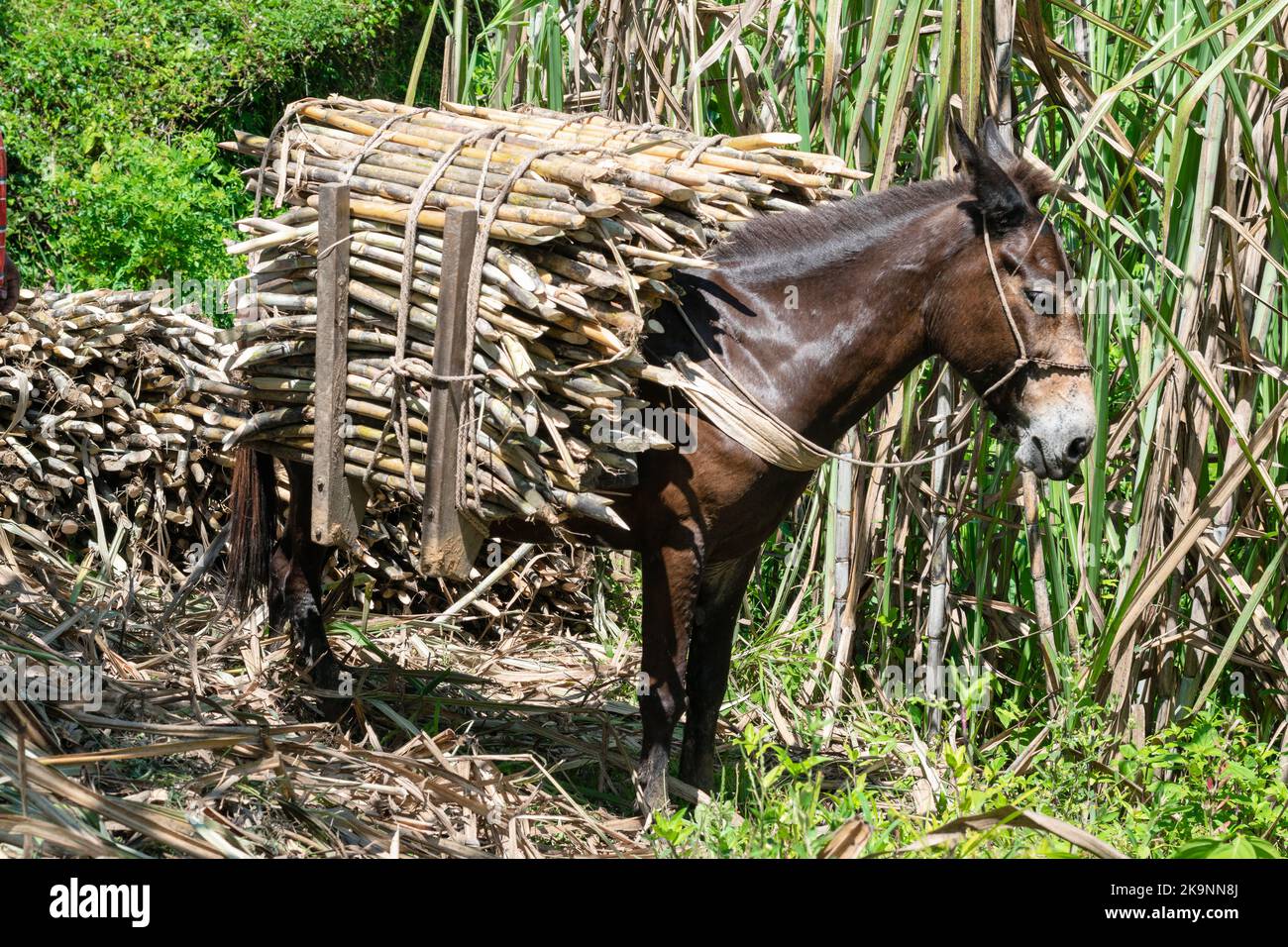 mule in the middle of a sugar cane field, loaded with sugar cane ready ...