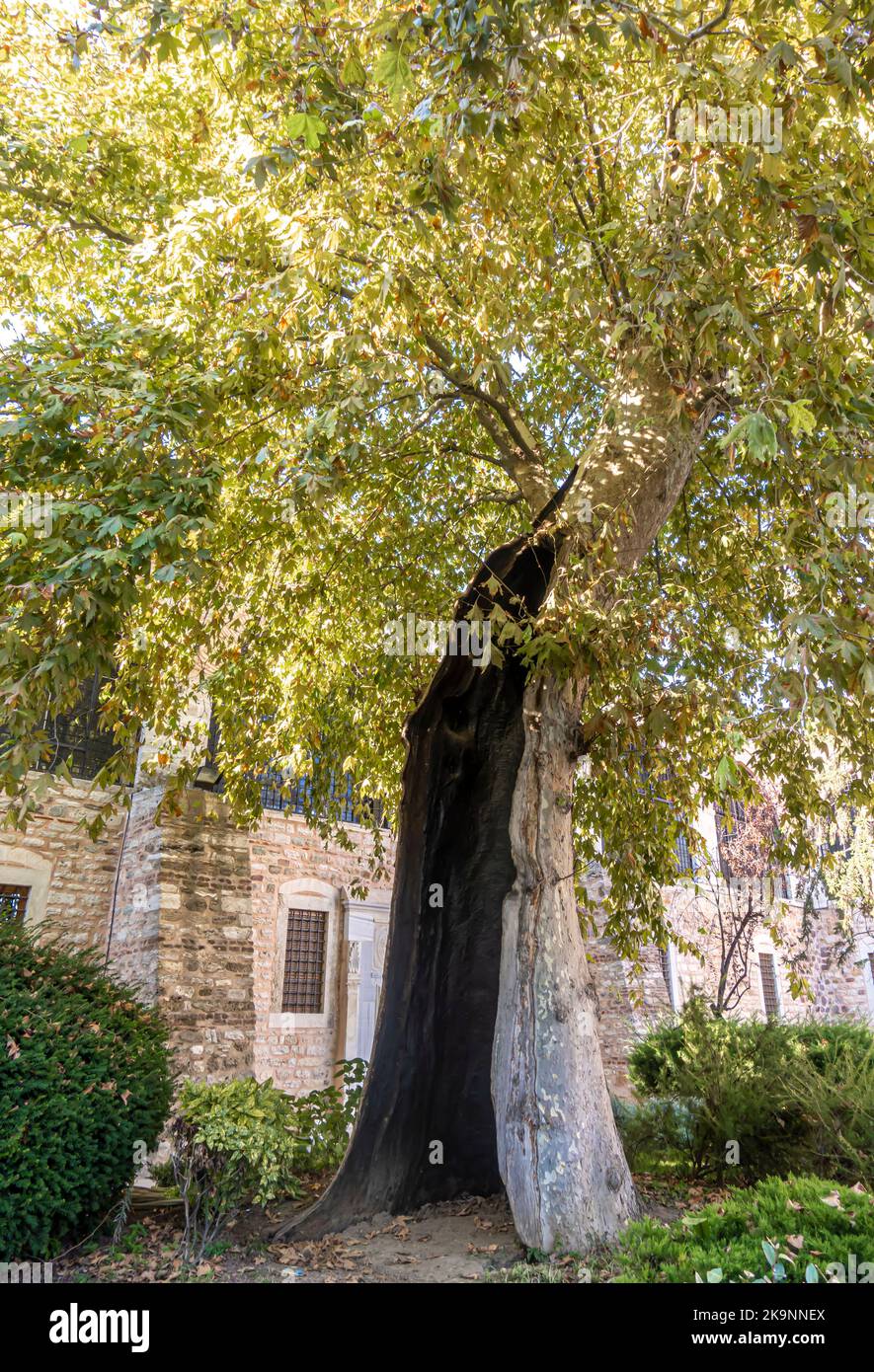 Oriental Plane. Platanus Orientalis, 7.5 meters, Aged 200 plus ...