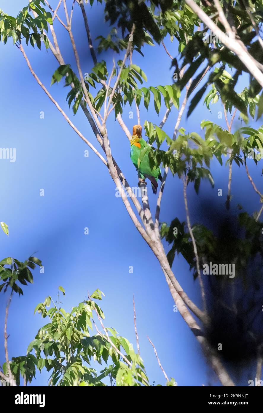 Pyrilia aurantiocephala hi-res stock photography and images - Alamy