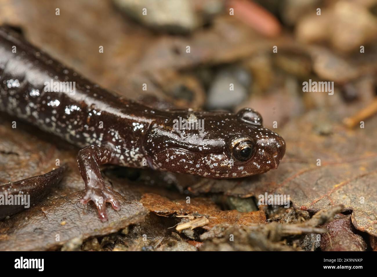 Closeup on the black form of the Western red-backed salamander ...