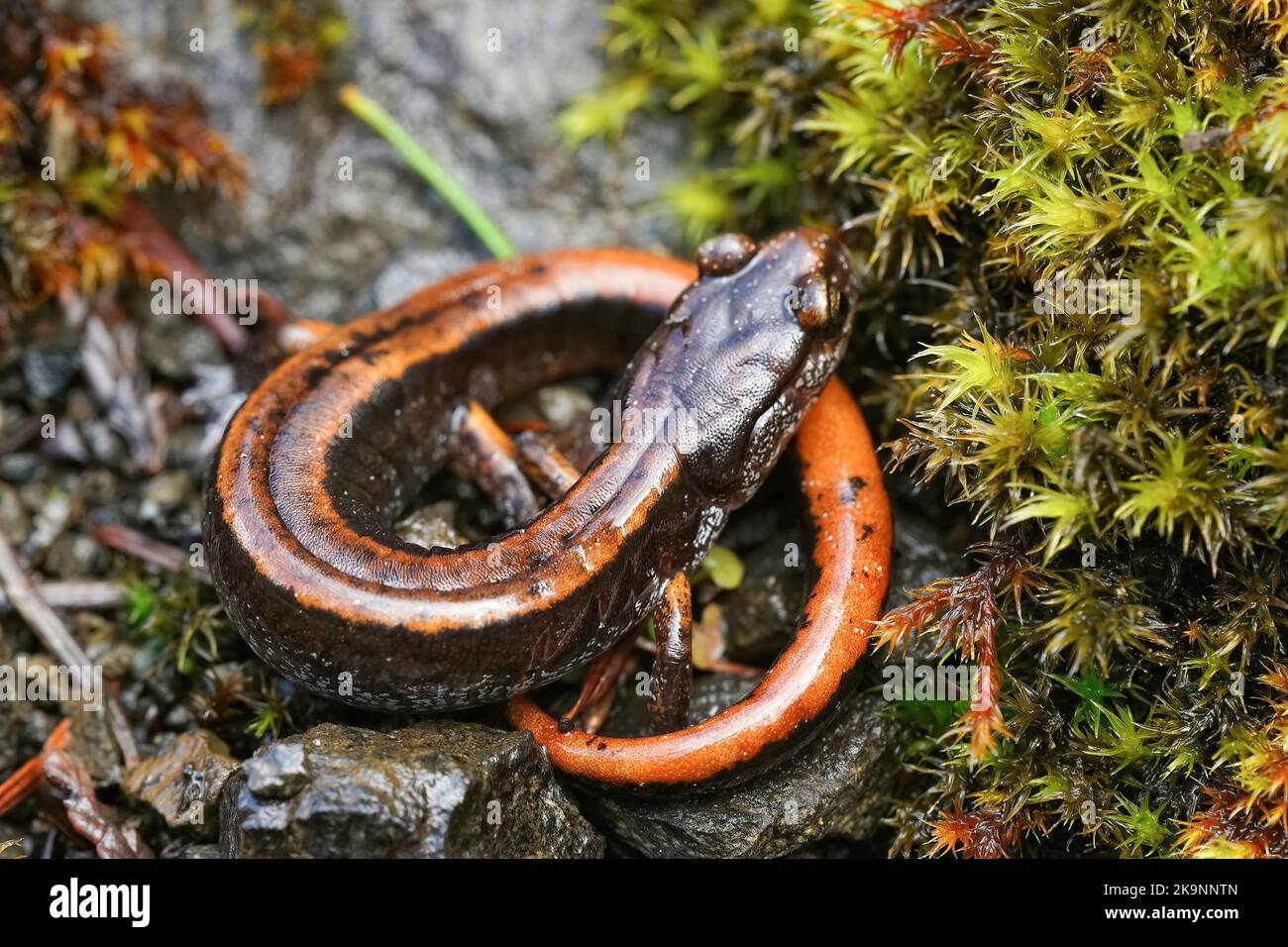 Northern Redback Salamander