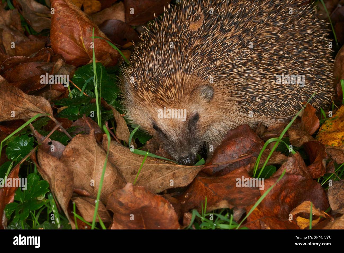 Hedgehog in the grass close-up looks into the frame. Animal in the wild ...