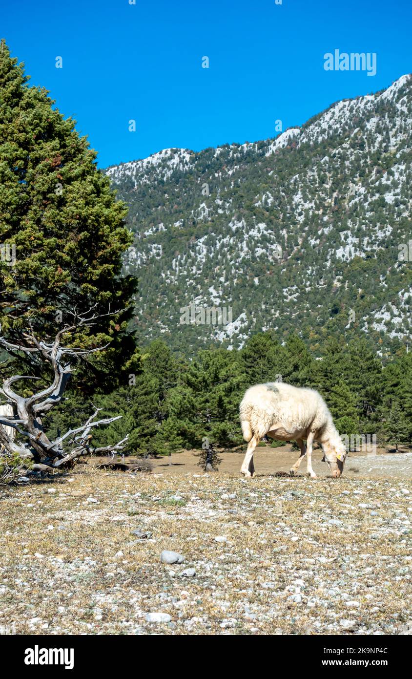 Taurus and aries hi-res stock photography and images - Alamy