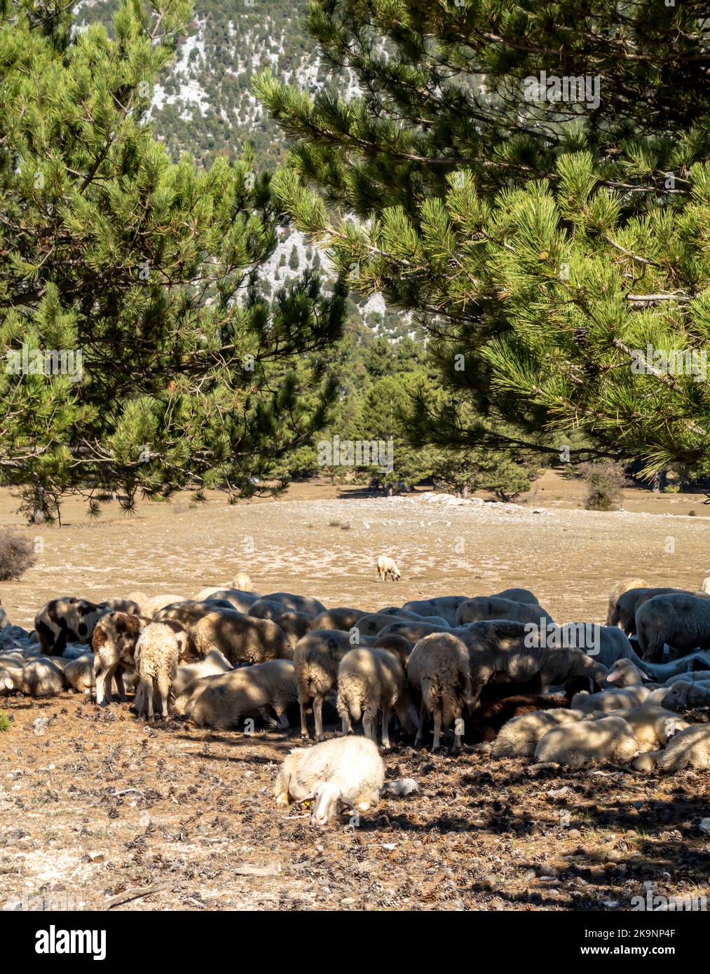 Grazing sheep in the meadows under the shadow of a tree in Taurus ...