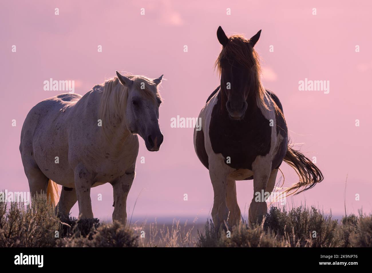 Wild Horses in Summer in the Wyoming Desert Stock Photo - Alamy