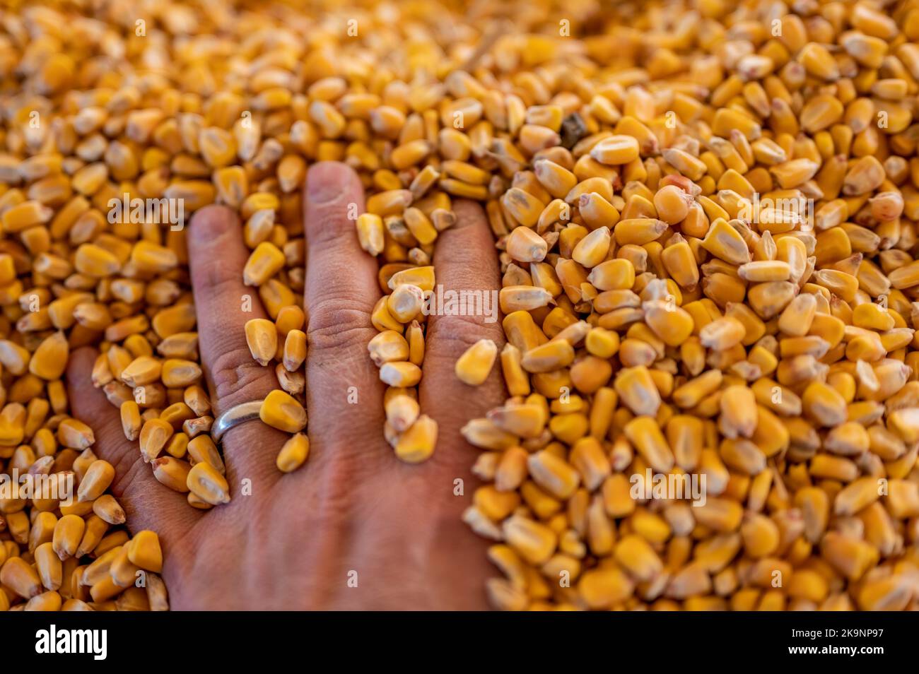 Hand buried and entrapped in the top layer of corn in a grain storage ...