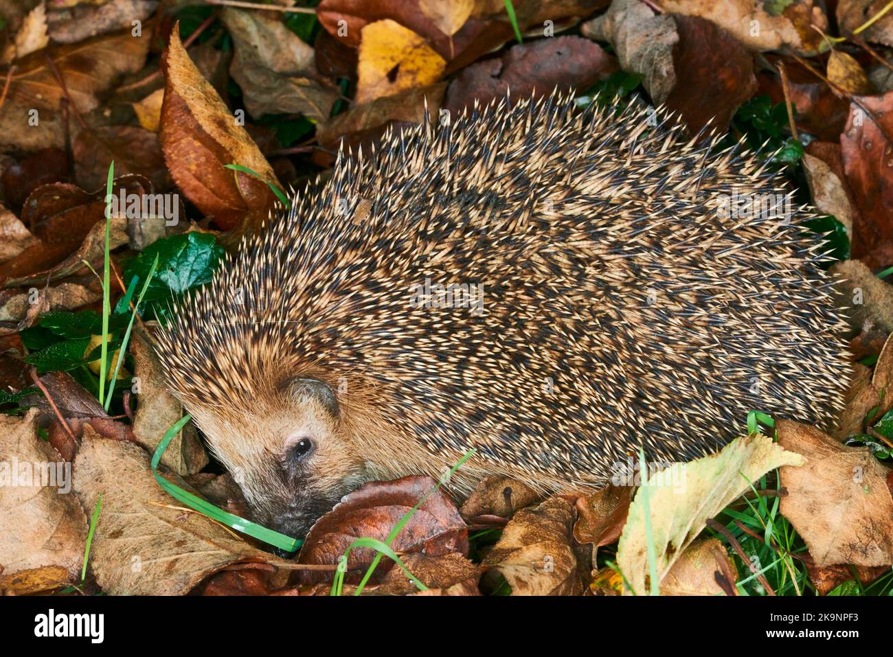 Hedgehog in the grass close-up looks into the frame. Animal in the wild ...