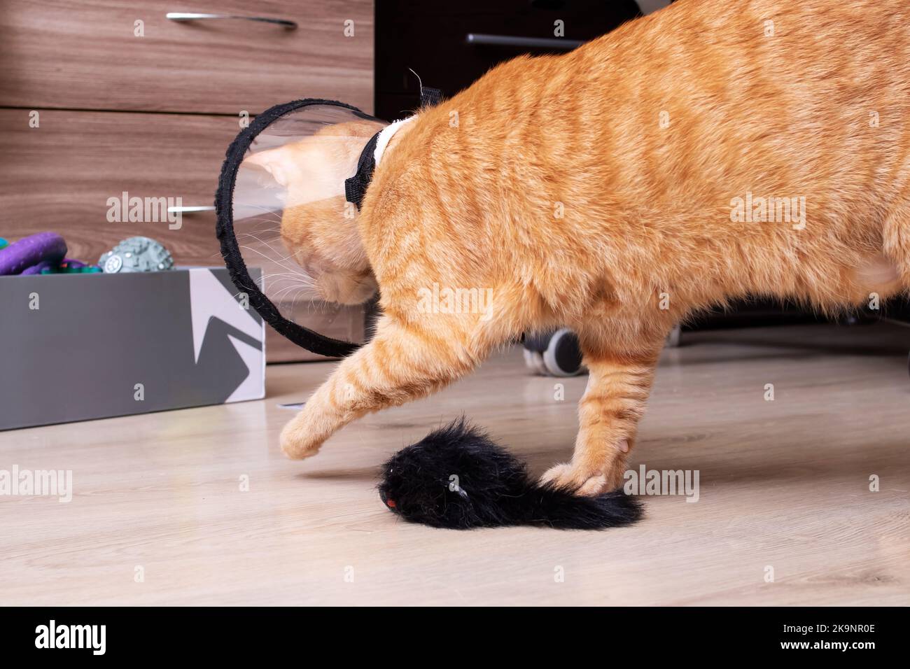 Injured animal mouse hi-res stock photography and images - Alamy