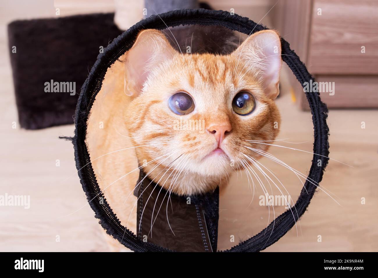 Sick cat collar sad hi-res stock photography and images - Alamy