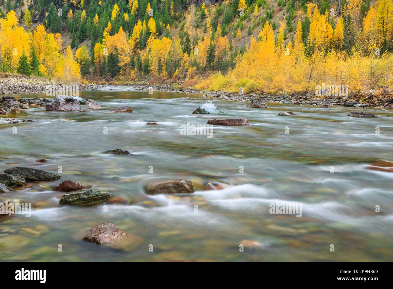 fall colors along the middle fork flathead river near essex, montana ...