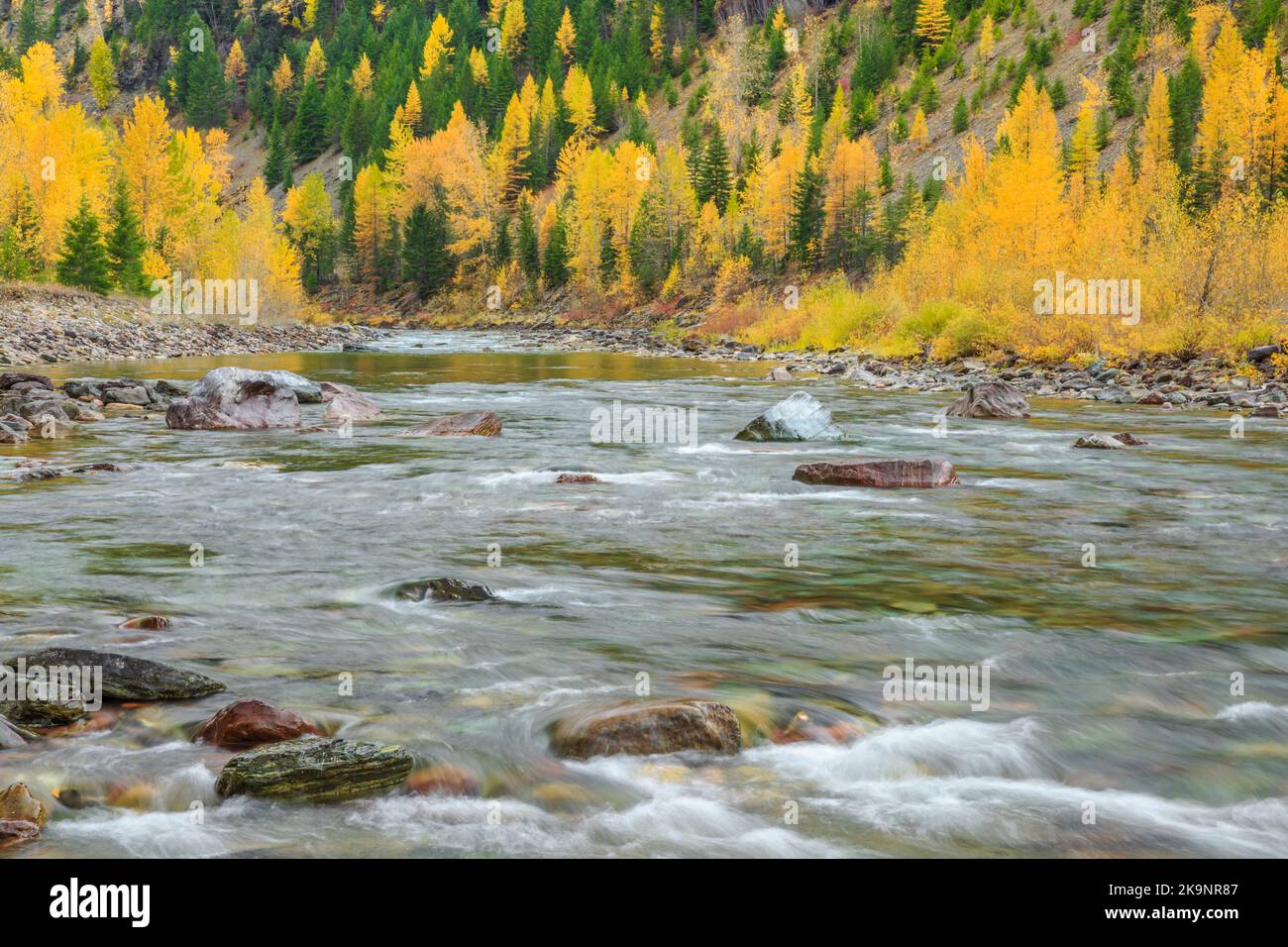 fall colors along the middle fork flathead river near essex, montana ...