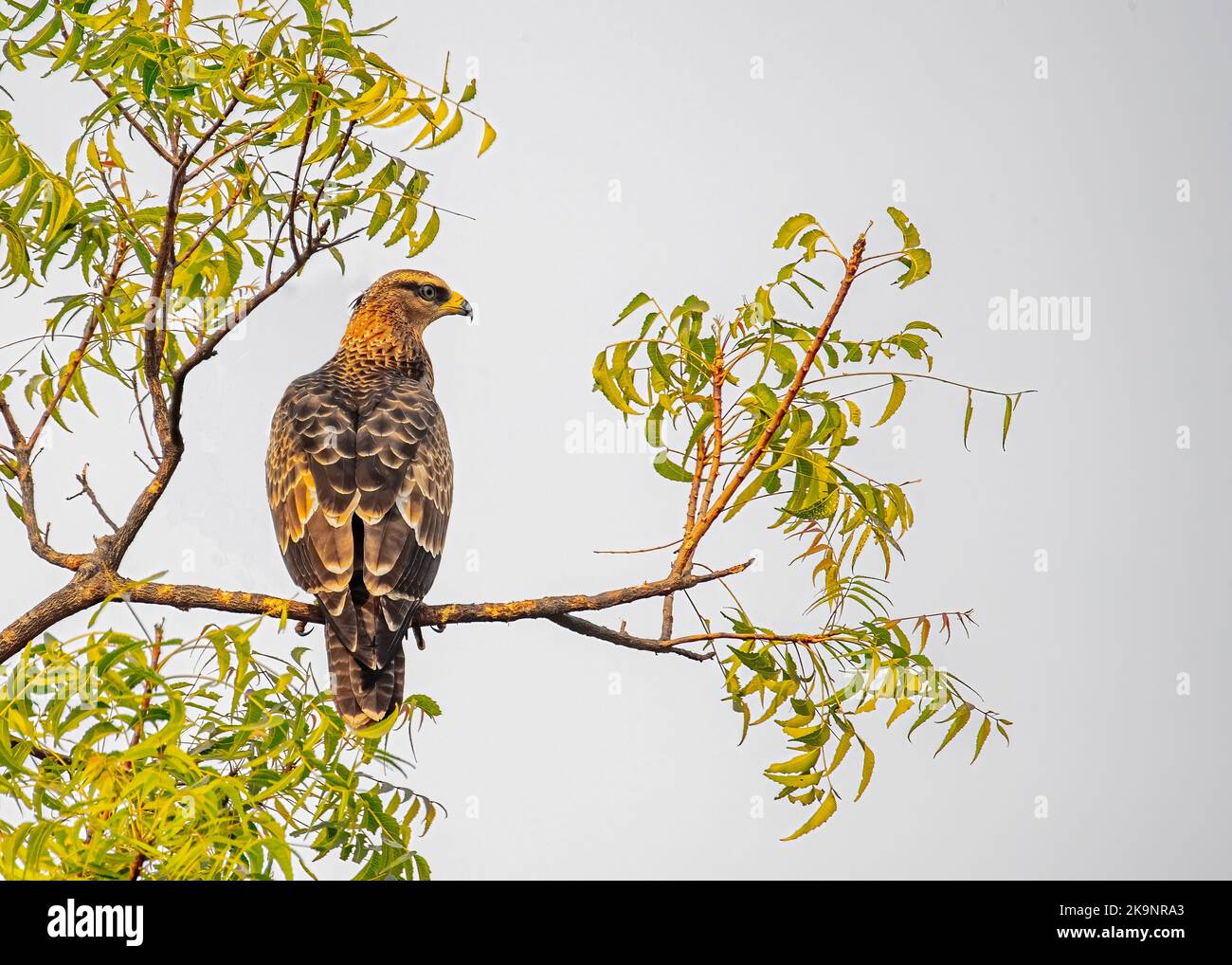 Long legged buzzard natural habitat hi-res stock photography and images ...