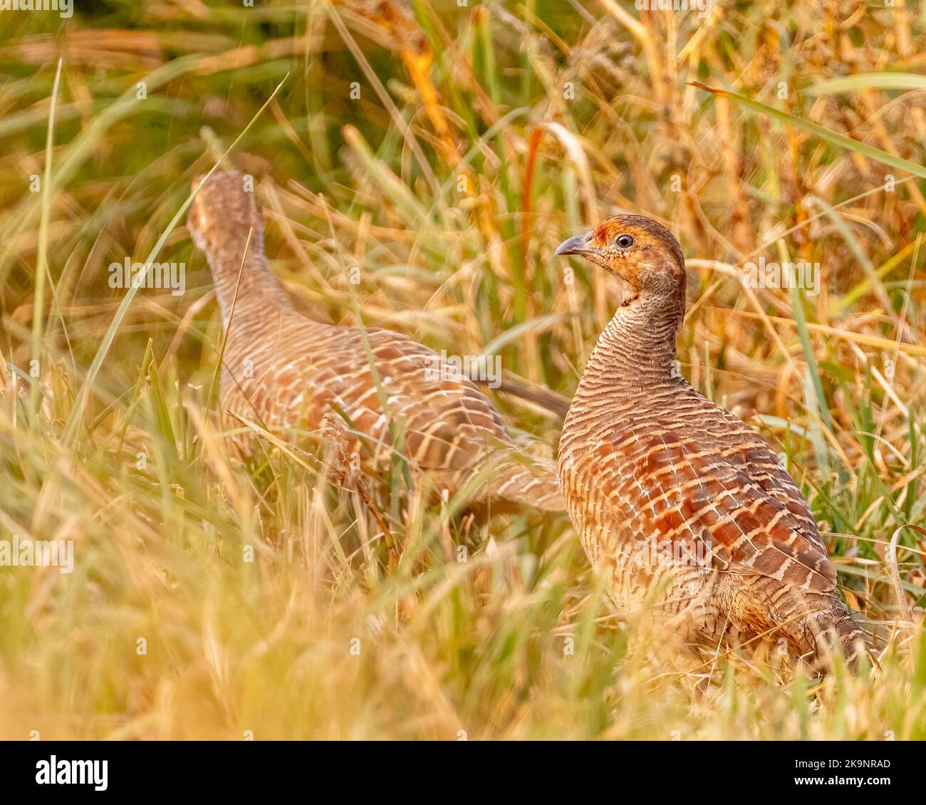 Running into bush hi-res stock photography and images - Alamy