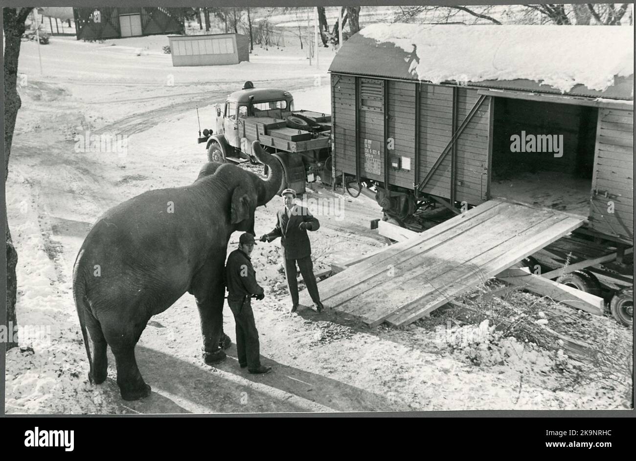 Transport zoo hi-res stock photography and images - Alamy