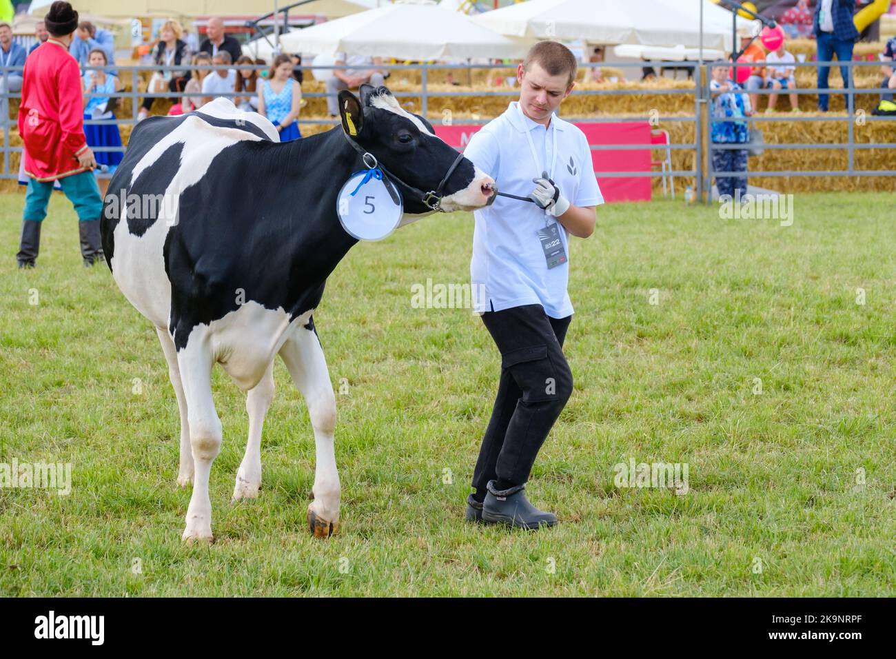 Young man leading cow in paddock Stock Photo - Alamy