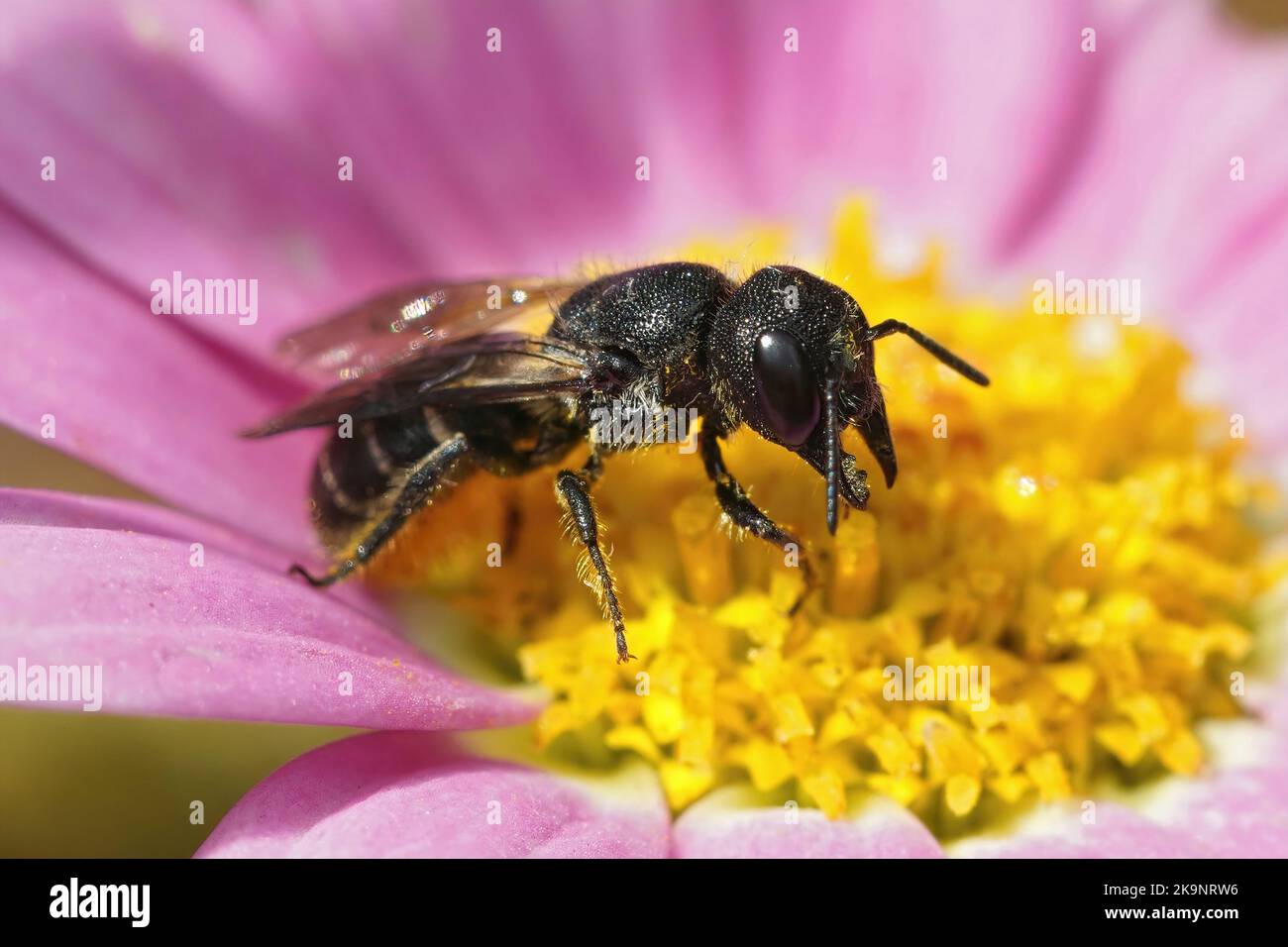 Closeup on a small female Large-headed Armoured-Resin Bee, Heriades ...
