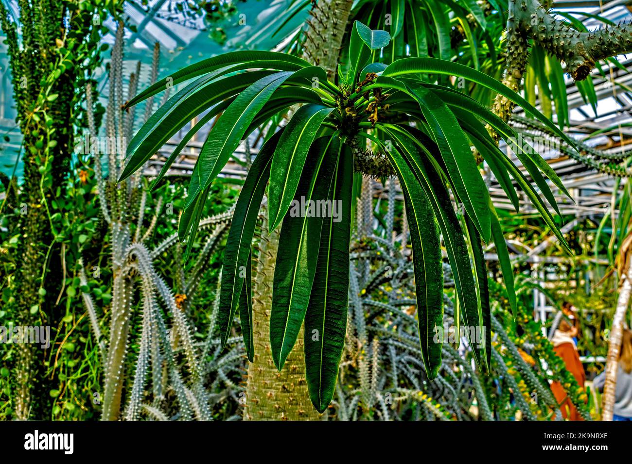 A trunk of the cactus tree with its leaves Stock Photo - Alamy
