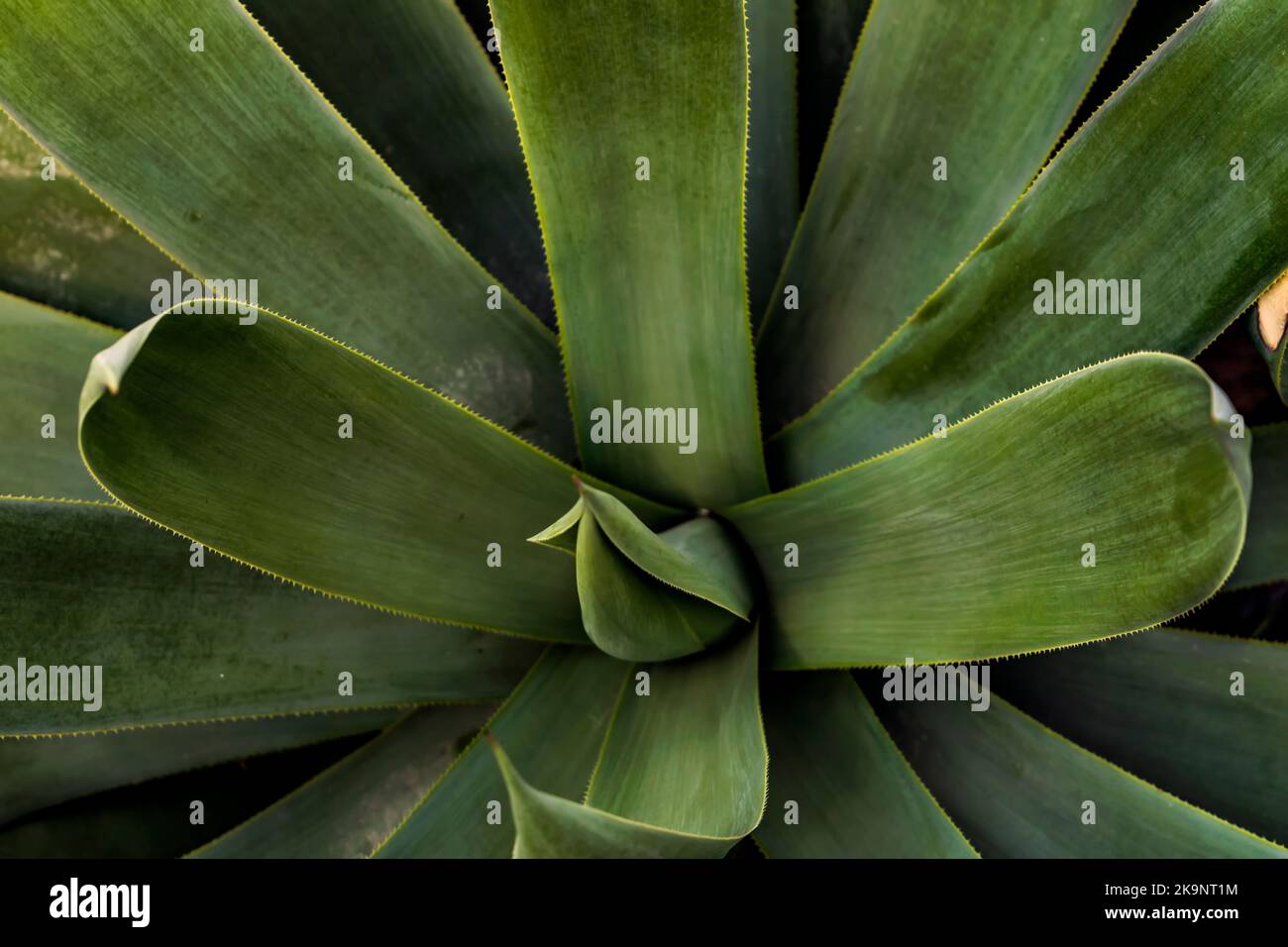 One of the types of Agave Stock Photo - Alamy