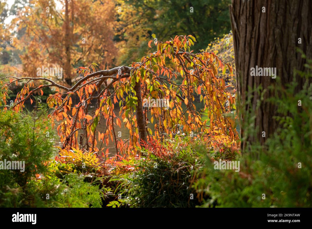 Trees with leaves changing colour in autumn, photographed in the garden ...