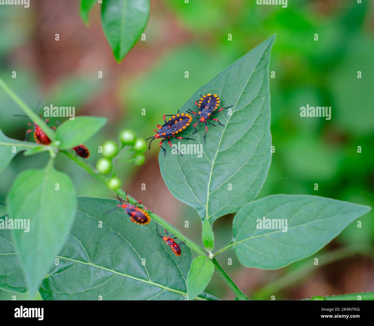 Giant mesquite bug hi-res stock photography and images - Alamy