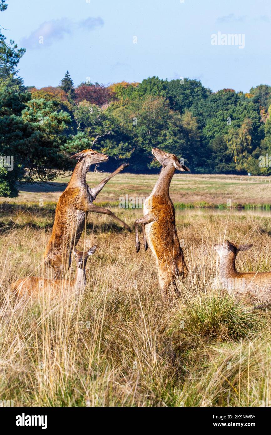 Red deer Cervus elaphus during rutting season in the national trusts ...