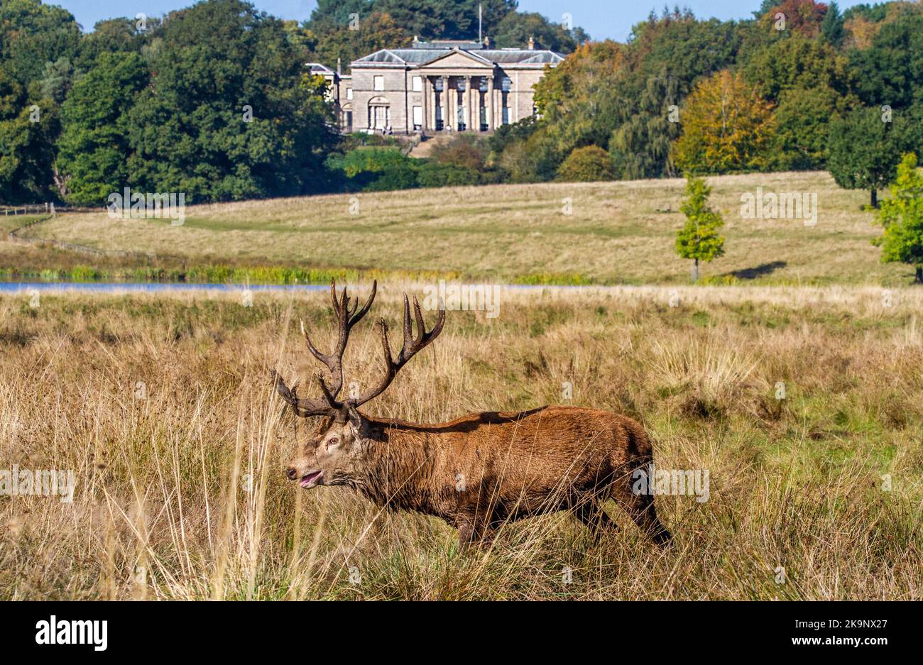 Red deer Cervus elaphus during rutting season in the national trusts ...
