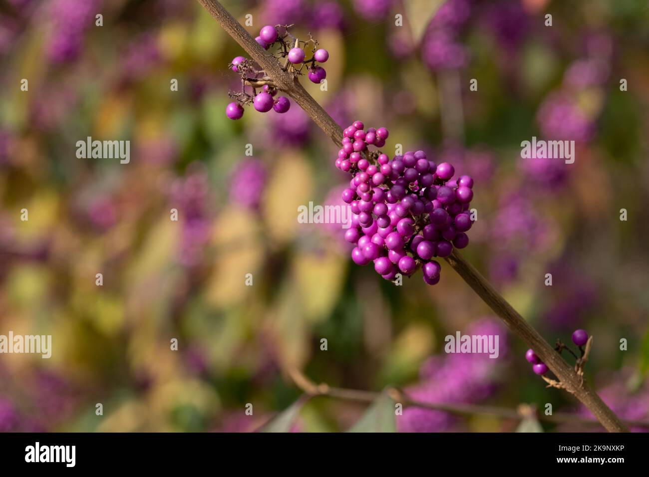 Callicarpa bodinieri ‘imperial pearl’ hi-res stock photography and ...