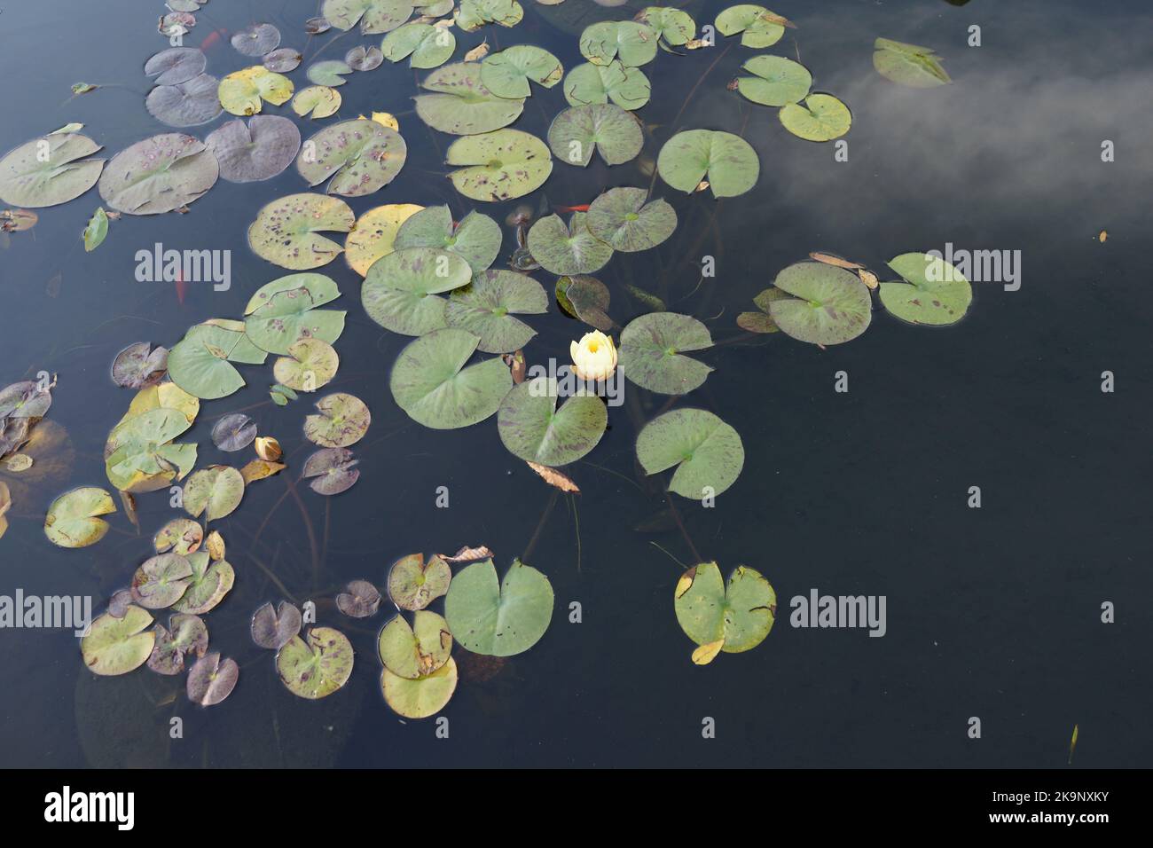 It is a historic house museum located in the northern portion of Pelham ...