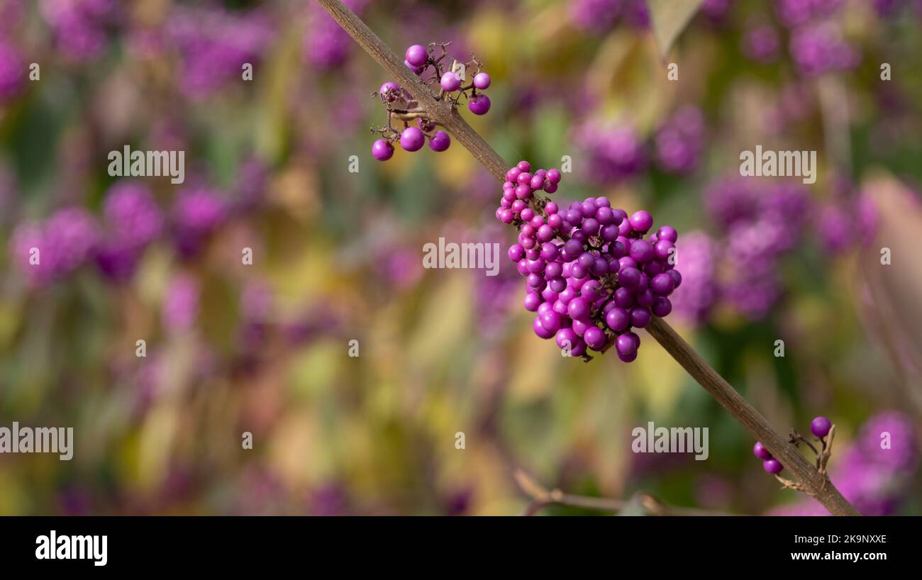 Clusters of pink purple berry fruit of the Callicarpa Bodinieri ...