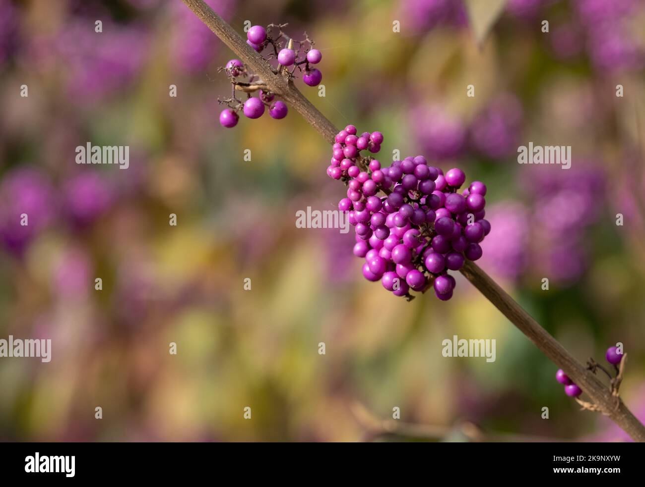 Clusters of pink purple berry fruit of the Callicarpa Bodinieri ...