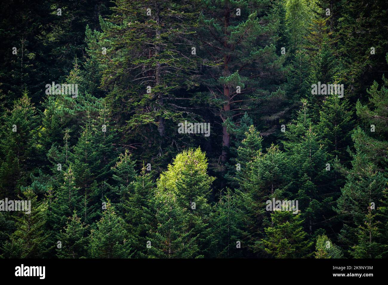 Close-up landscape of green pine trees. Fir trees forest evergreen ...