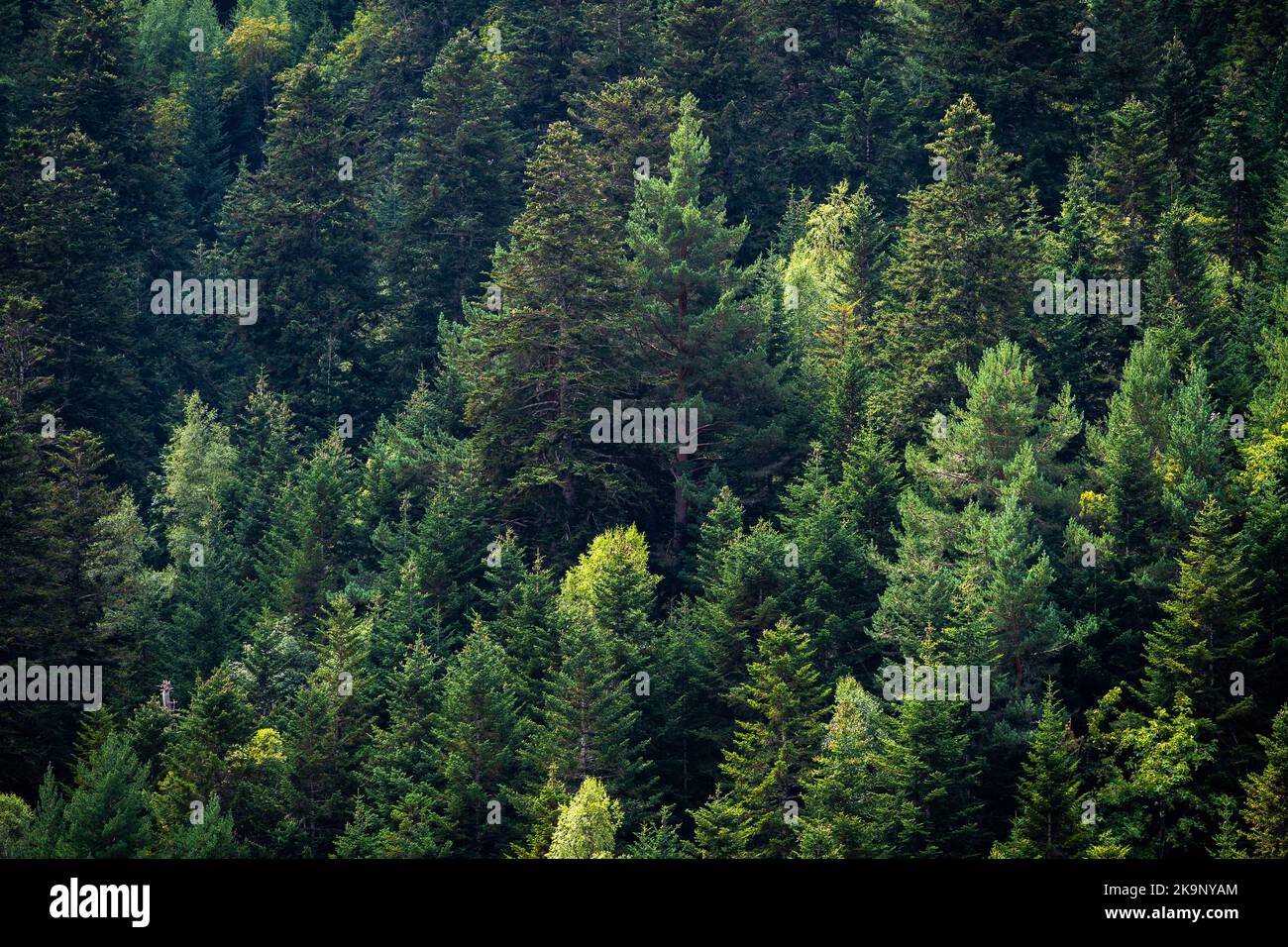Green pine trees. Close-up landscape from some trees in the mountains ...