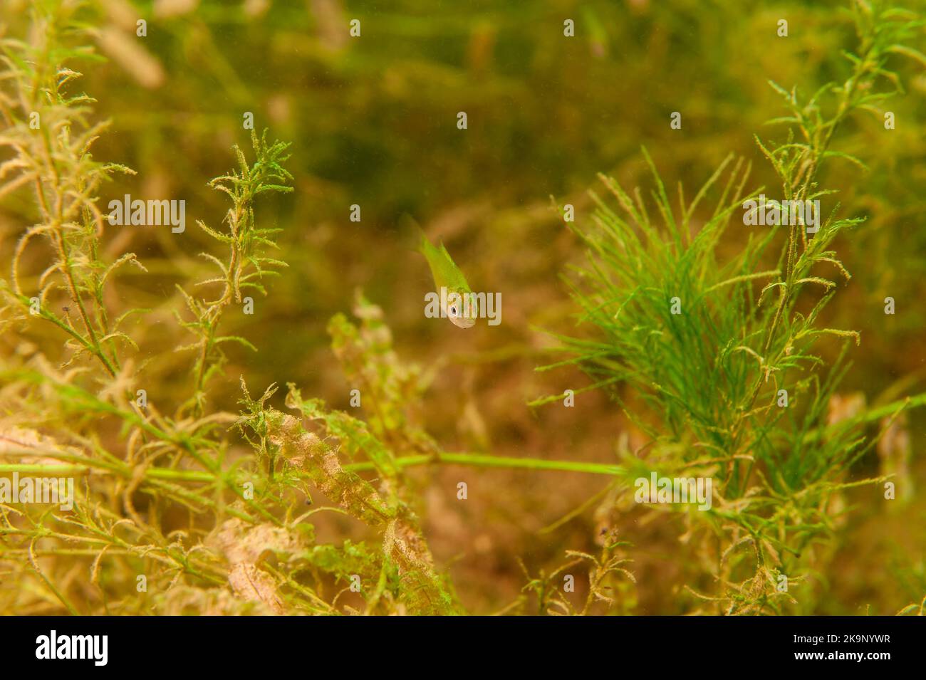 Tiny juvenile Dollar Sunfish looking at camera Stock Photo - Alamy