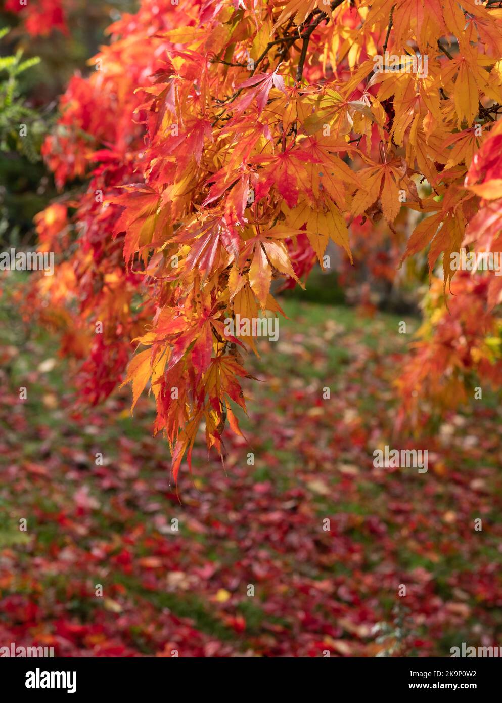 Trees with leaves changing colour in autumn, photographed in the garden ...