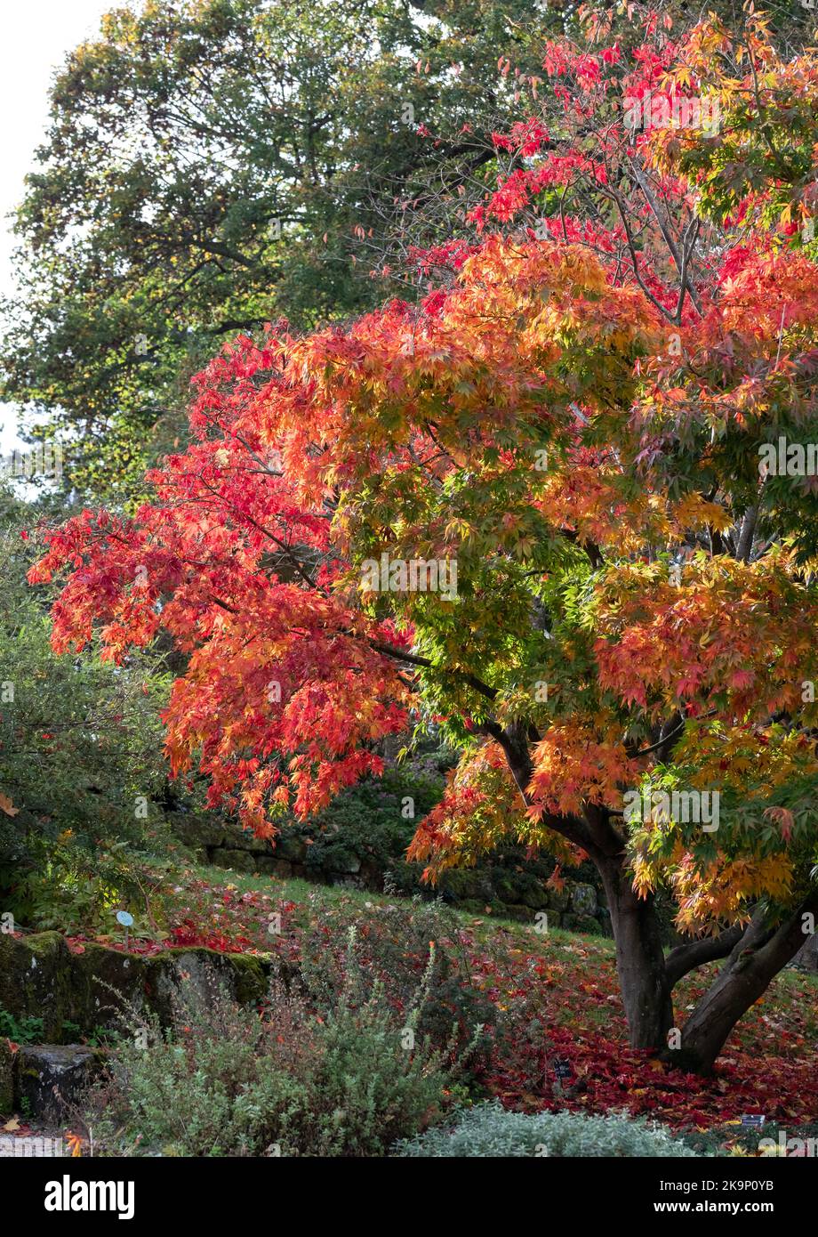 Trees with leaves changing colour in autumn, photographed in the garden ...