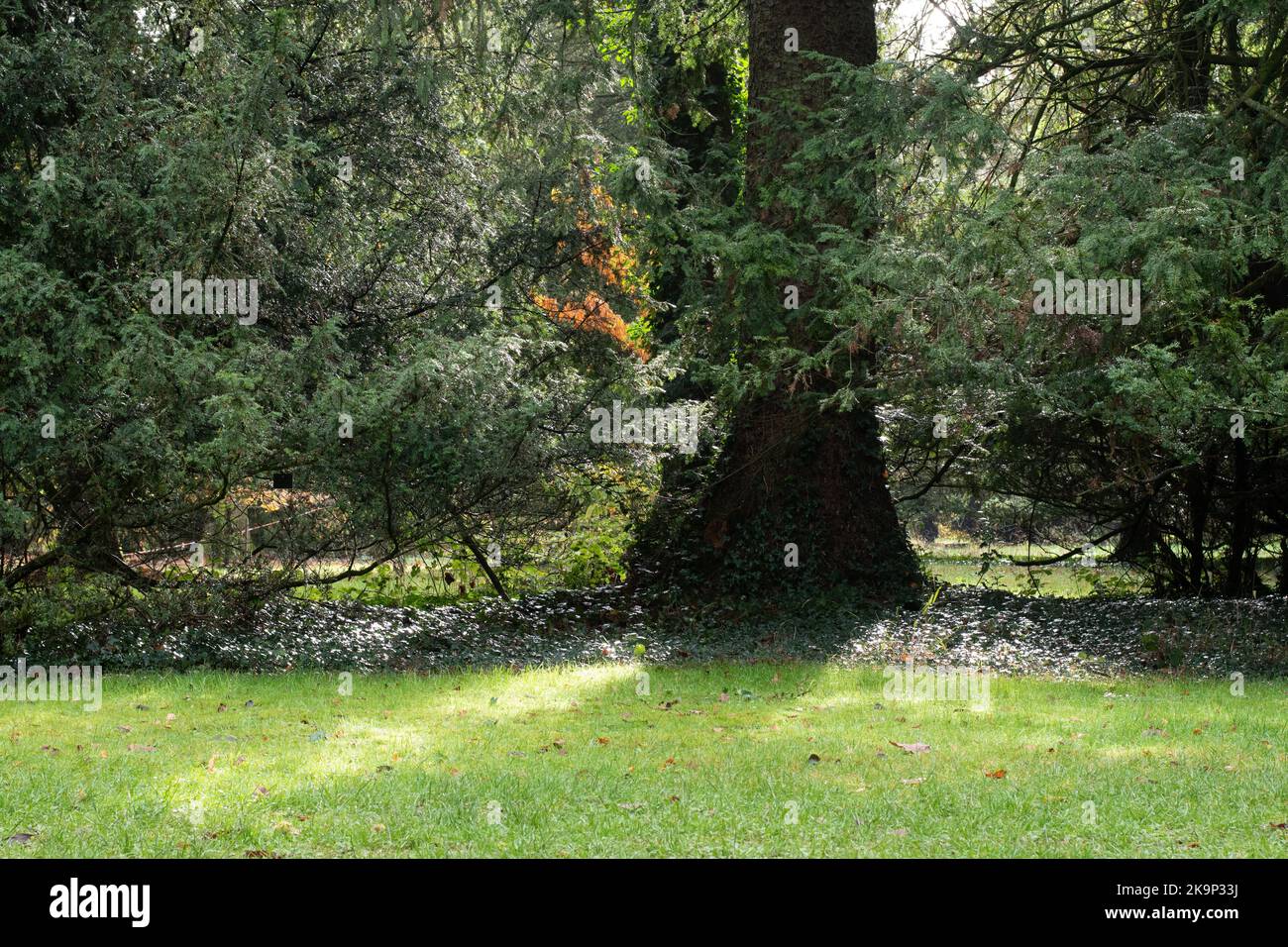 Autumn Fall colours in Westonbirt national arboretum in Gloucestershire ...