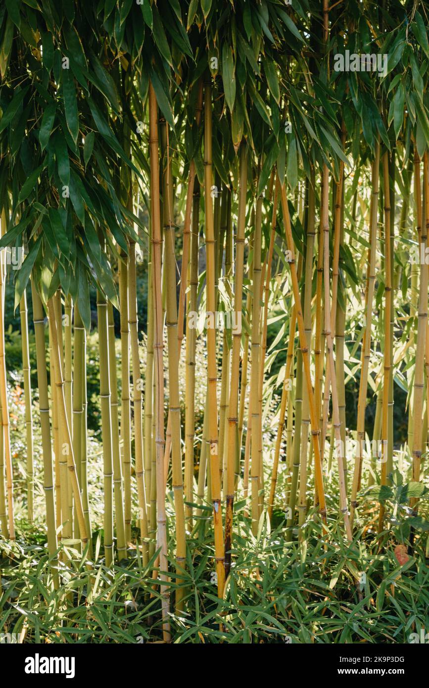 green bamboo tree in a garden Stock Photo - Alamy