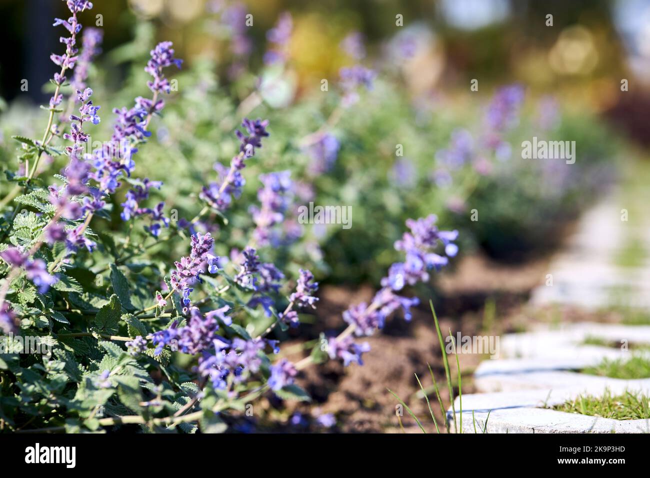 Catmint perennial Australian bugle Ajuga australis Nepeta grandiflora ...